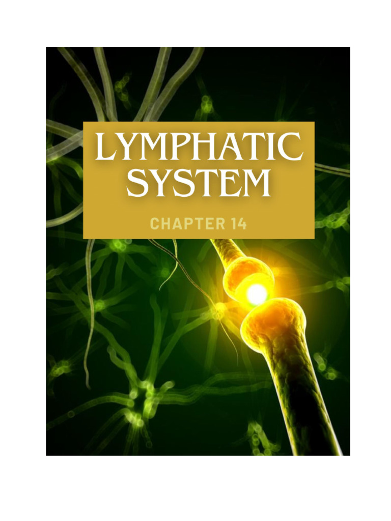 Lymphatic System Handout | PDF | Immune System | Lymphatic System