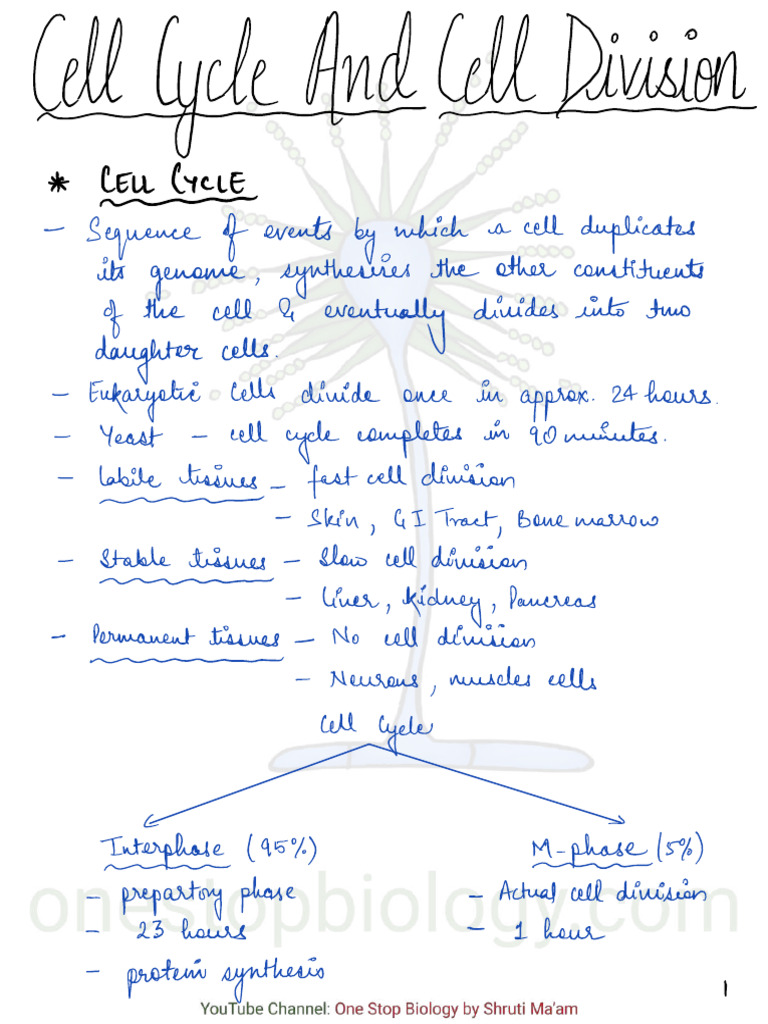 Class 11 Chapter 10 Cell Cycle Cell Division Short Notes | PDF ...