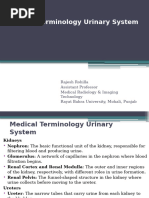 Urology Medical Terminology Guide | PDF | Urinary System | Kidney