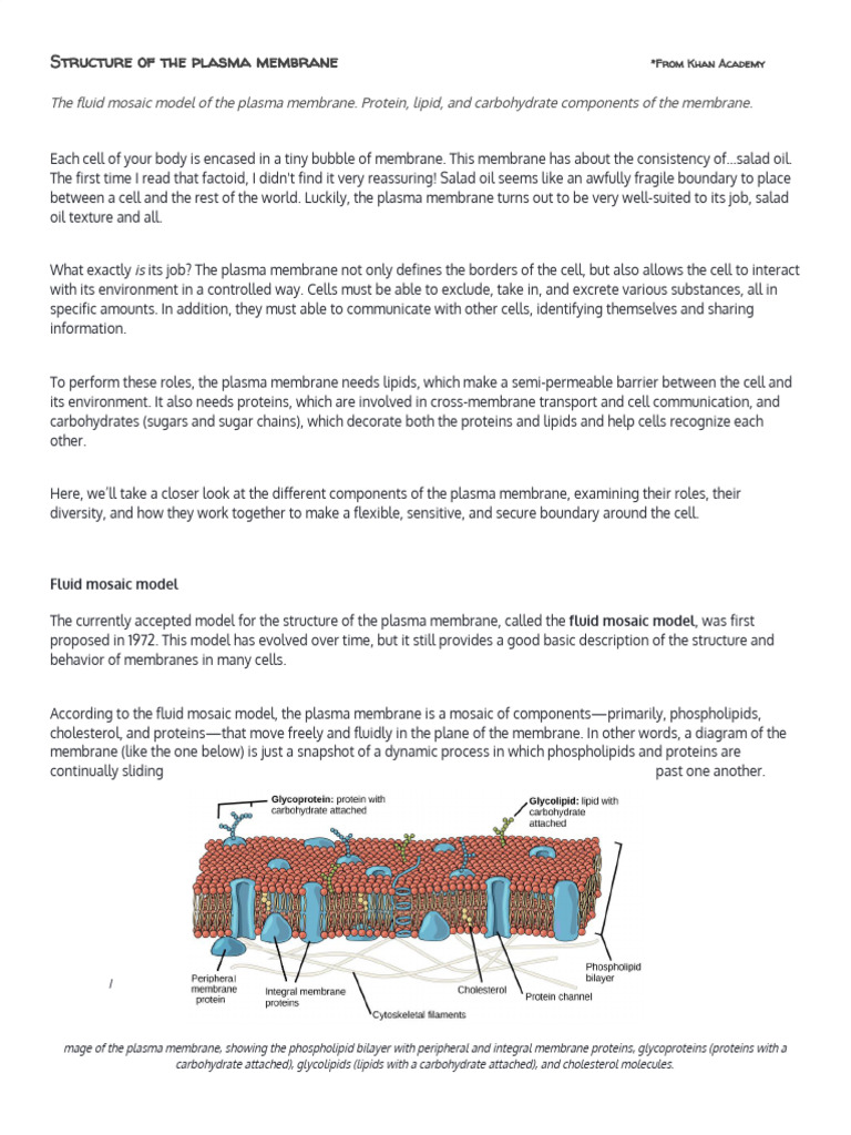 Plasma Membrane Structure Explained | PDF | Cell Membrane | Phospholipid