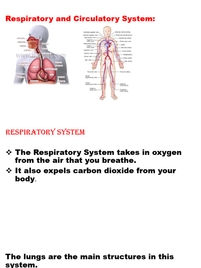 Overview of Respiratory and Circulatory Systems | PDF | Blood ...
