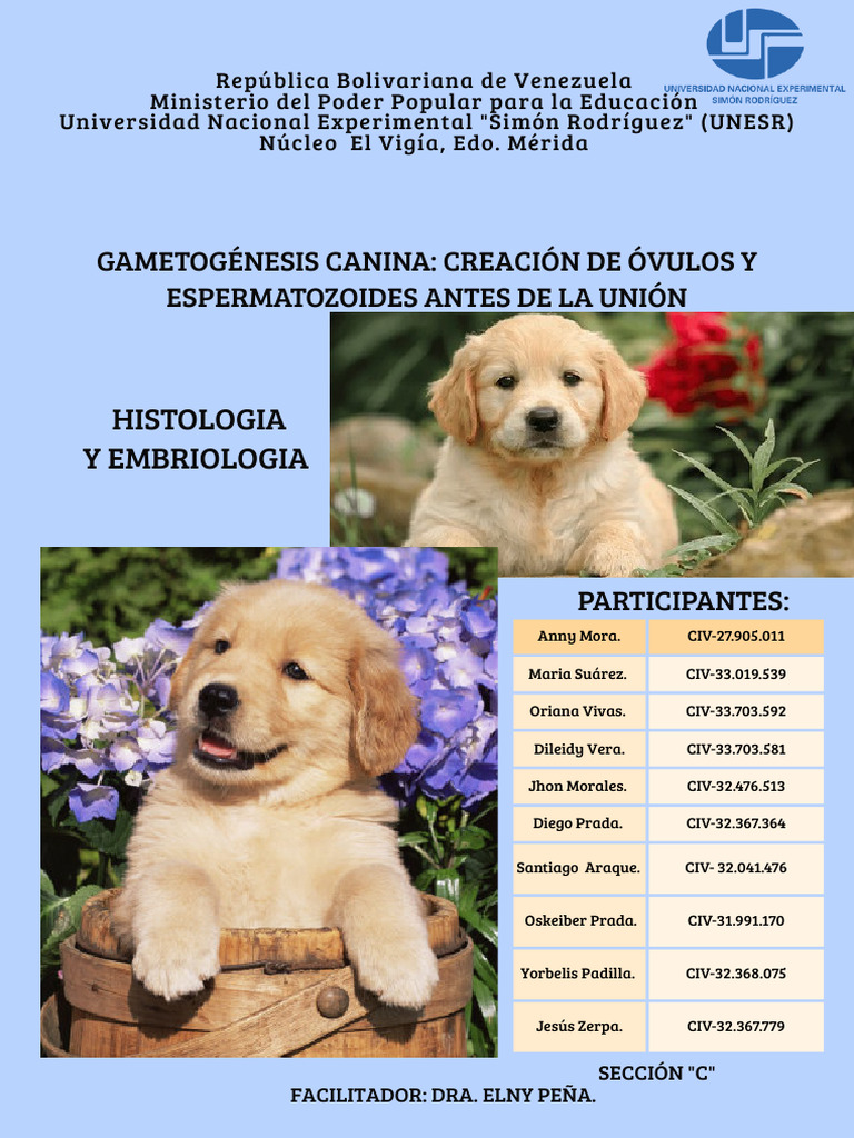 Gametogénesis y embriogénesis canina | PDF | Fertilización | Sistema ...