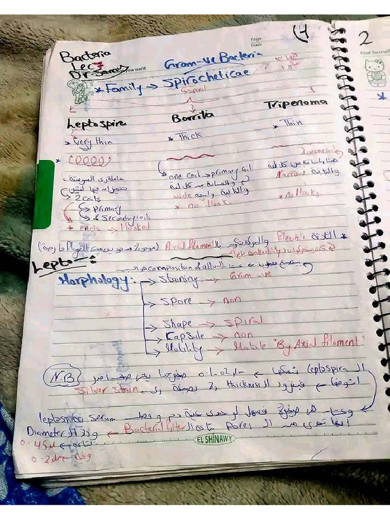 Lec 7 Bacteria | PDF