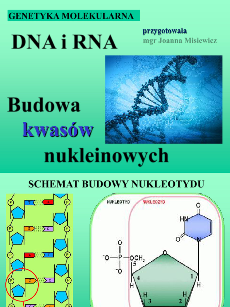 Budowa Dna I Rna | PDF