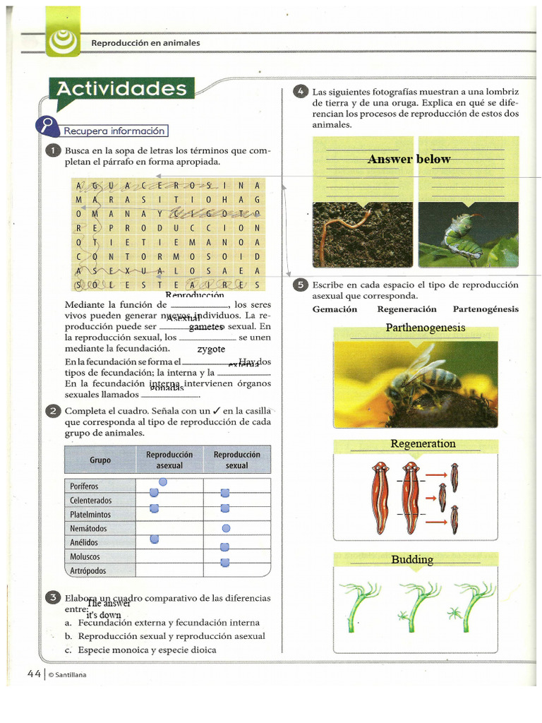 Reproductive Strategies in Animals and Plants | PDF | Sexual ...