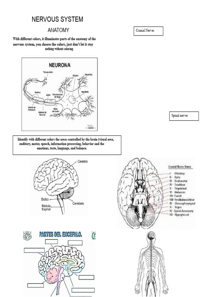 Activity of The Nervous System | PDF | Nervous System | Central Nervous ...