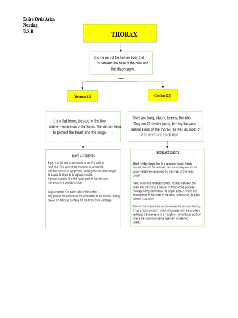 thoracic and spinal bone accidents | PDF | Vertebra | Thorax (Human ...