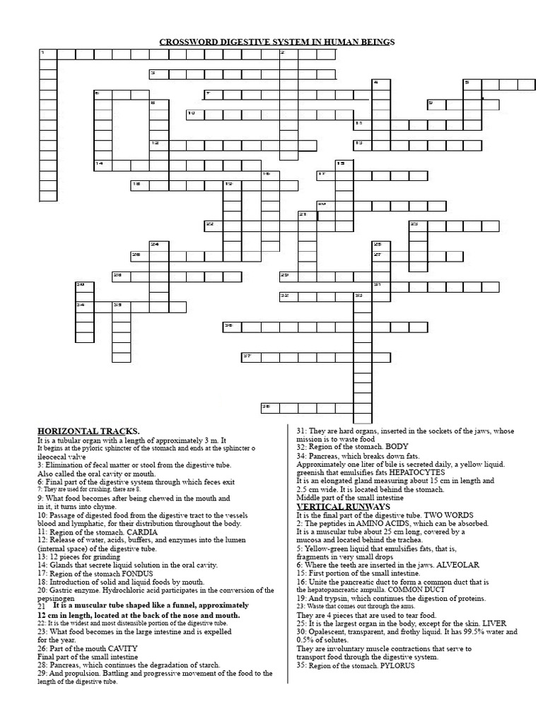 Digestive System Crossword | PDF | Stomach | Digestion