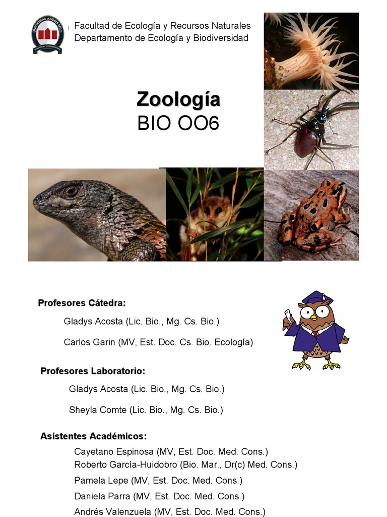 Dibujo de Metazoos en Zoología | PDF | Procariota | Eucariotas
