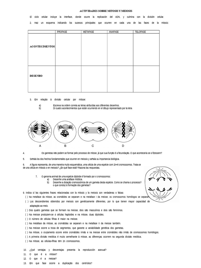 Atividades Mitose e Meiose | PDF | Meiose | Bioquímica