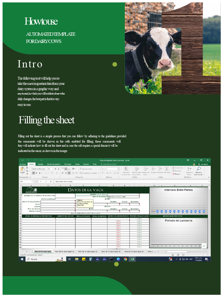 Automated Template for Dairy Cows | PDF | Dairy | Cattle