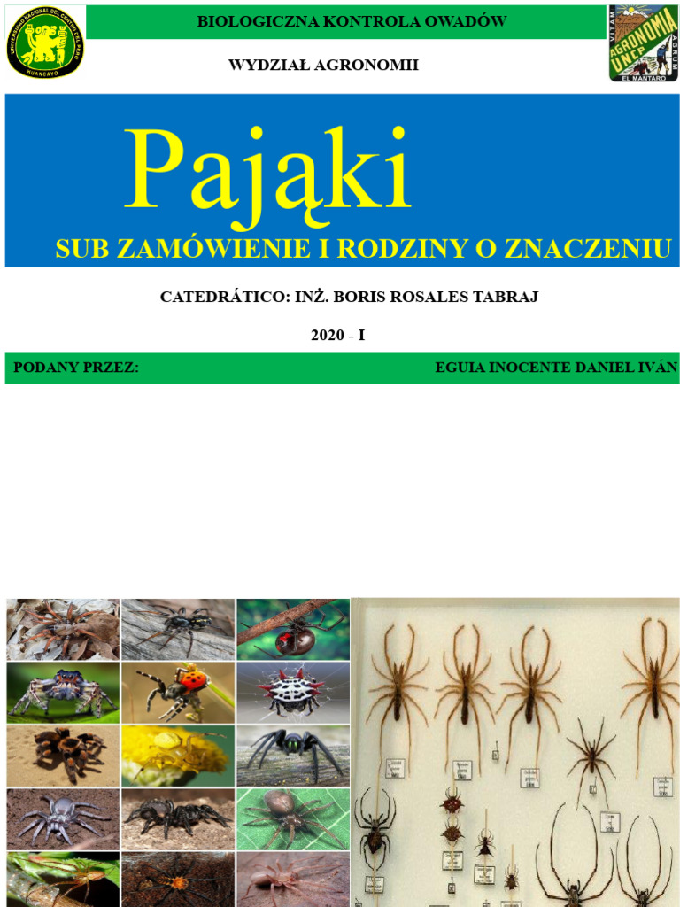 Pająki_Identyfikacja | PDF