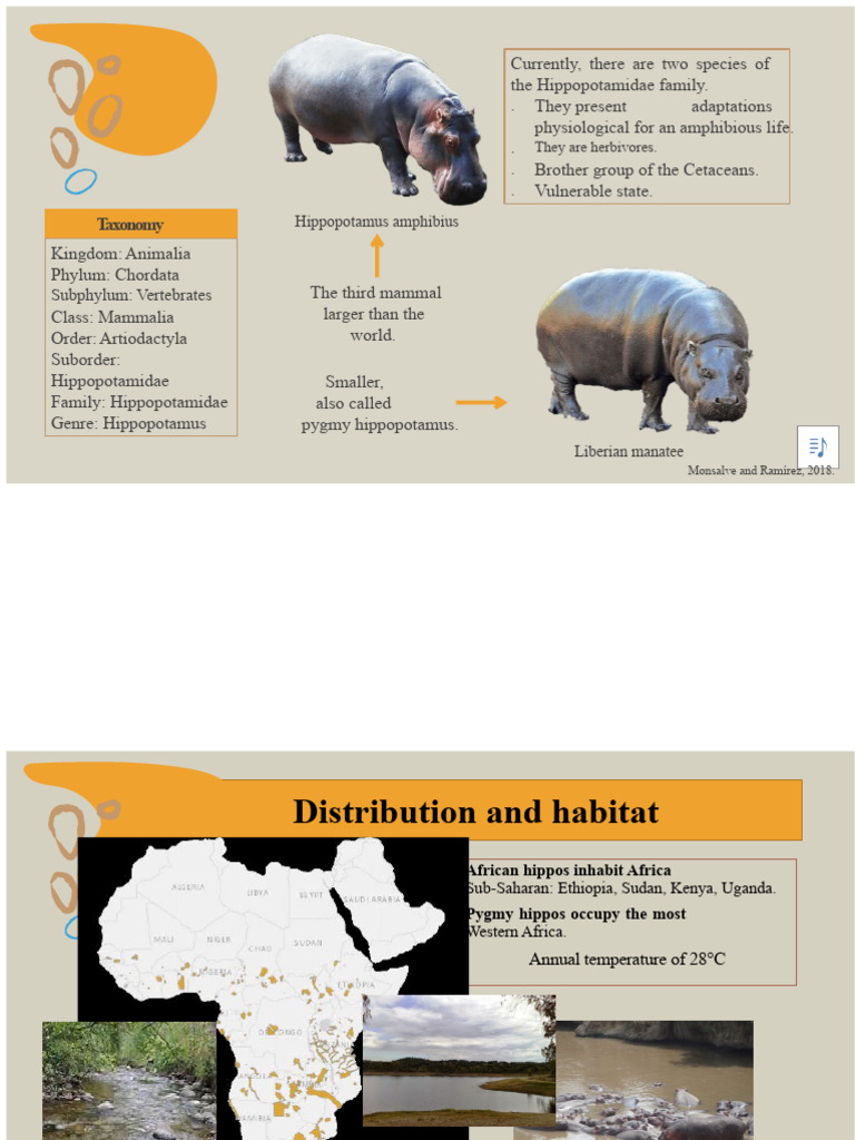 Hippopotamus: Species, Habitat, and Behavior | PDF | Hippopotamus | Zoology