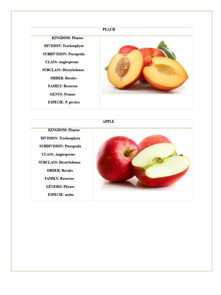 Taxonomy of Plants | PDF | Botany | Plants