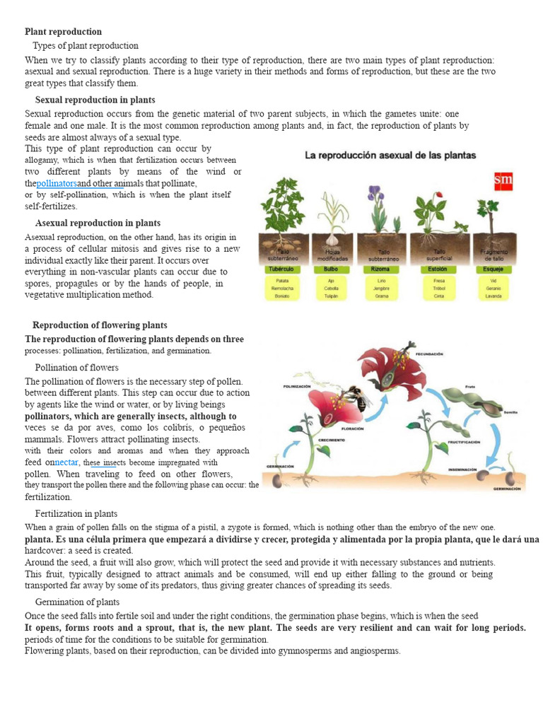 Types of Plant Reproduction Explained | PDF | Sexual Reproduction ...