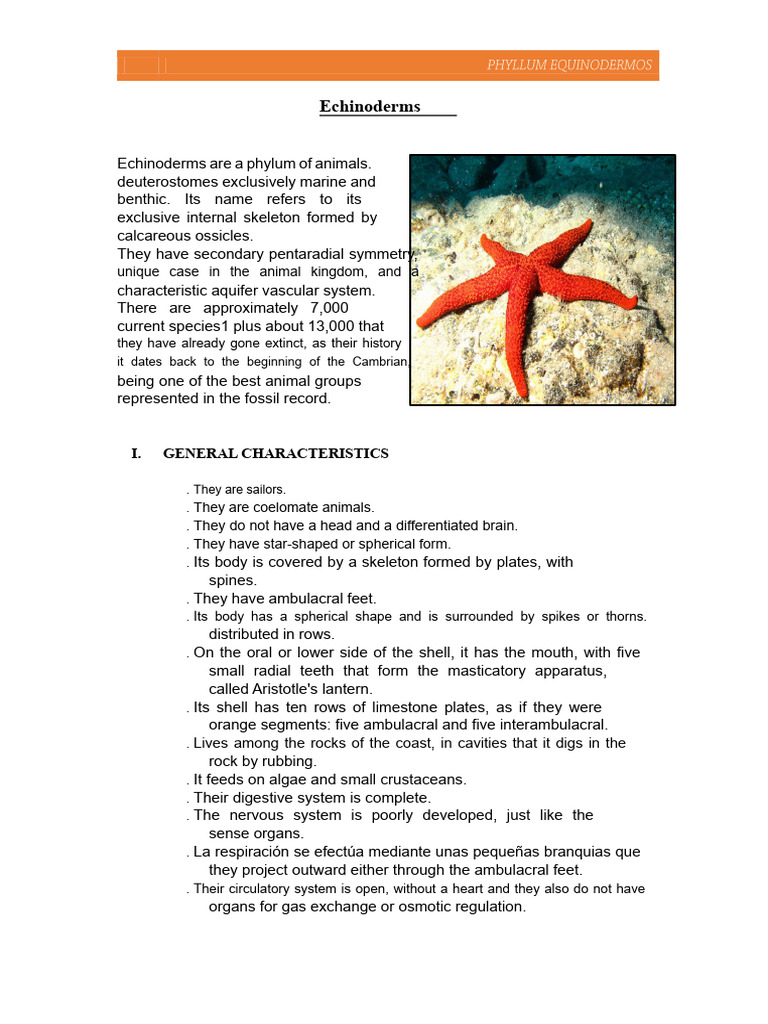 Echinoderm Characteristics and Classification | PDF | Zoology