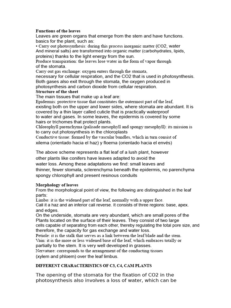 Functions of Leaves | PDF | Leaf | Photosynthesis