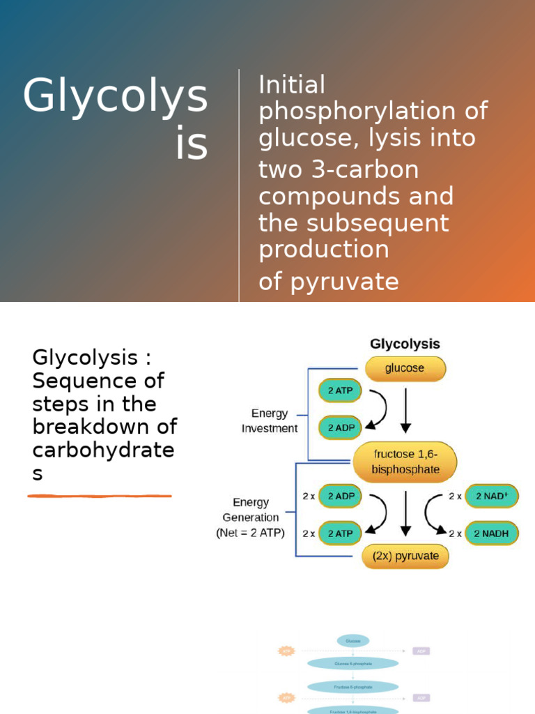 Glycolysis Stages Products | PDF
