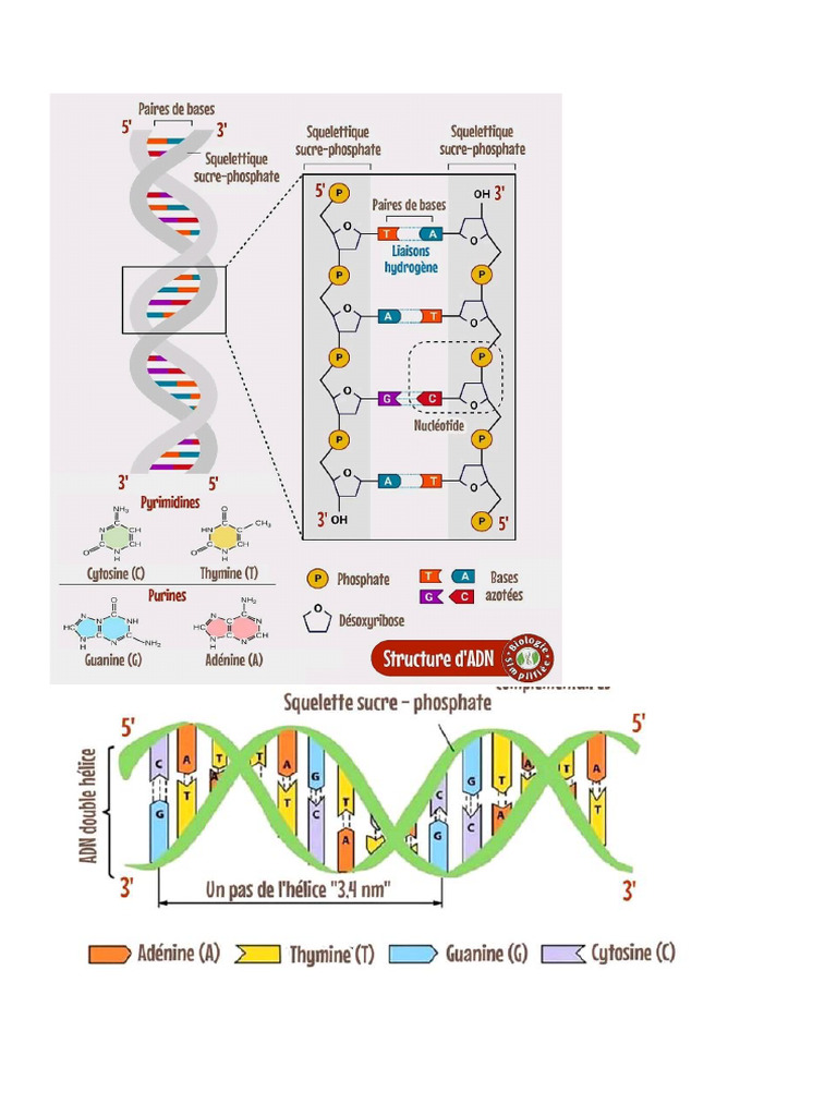 Structure de l'ADN-1 | PDF
