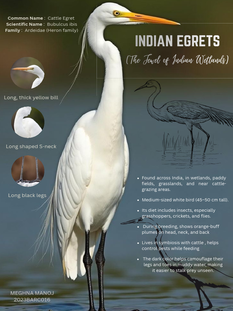 Indian Egret | PDF | Birds | Zoology