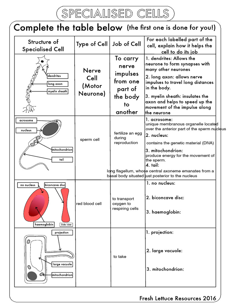 GCSE Specialised Cells Worksheet | PDF
