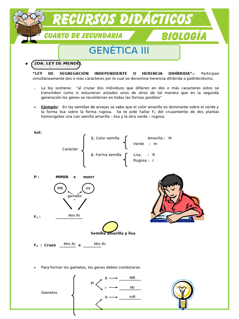 La Segunda Ley de Mendel para Cuarto de Secundaria | PDF | Dominancia ...