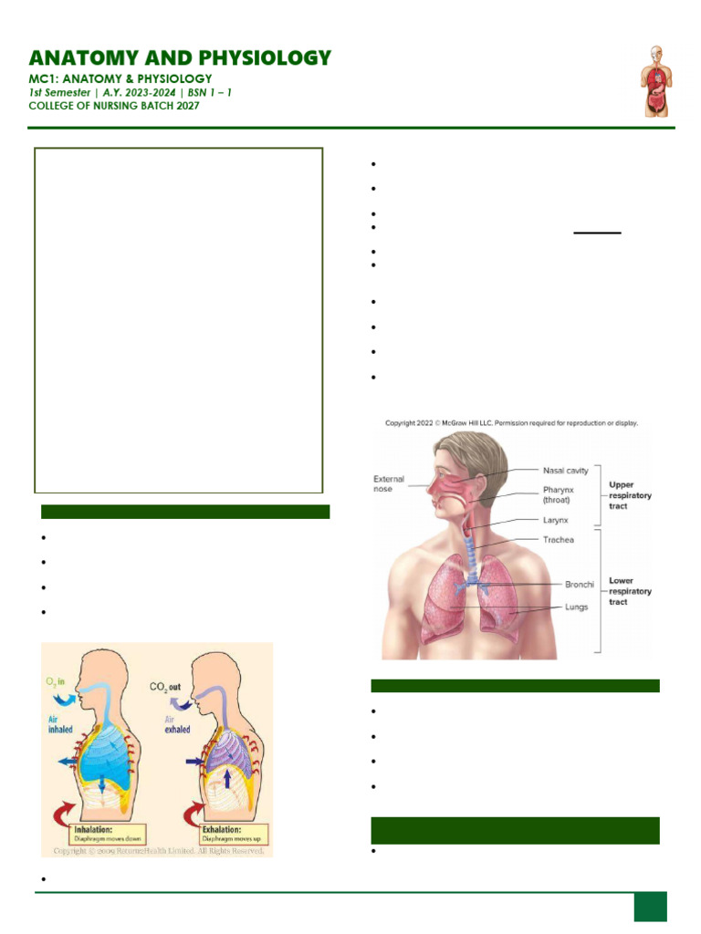 Respiratory System Anatomy & Functions | PDF | Respiratory Tract | Lung