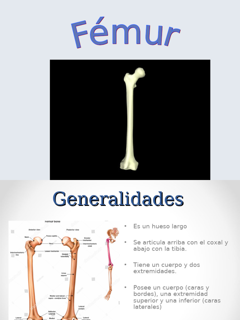 Femur | PDF | Anatomía del miembro inferior | Sistema musculoesquelético