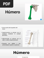 Anatomía del Húmero y sus Partes | PDF | Hombro | Sistema ...
