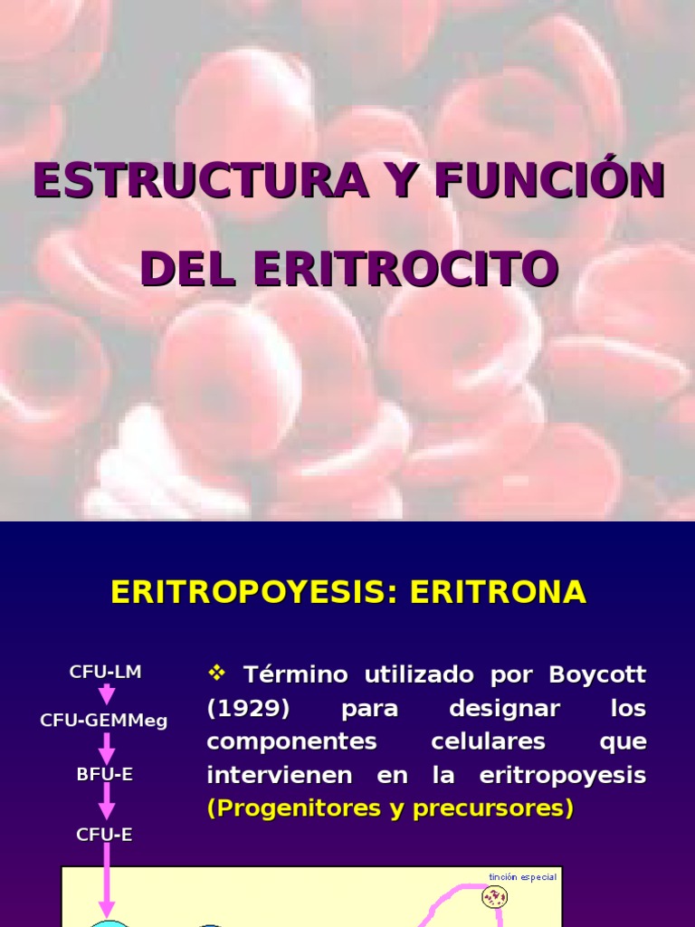 Estructura Del Eritrocito | Glóbulo rojo | Hemoglobina