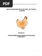 Proyecto Productivo Gallinas Ponedoras1 | PDF | Pollo | Aves