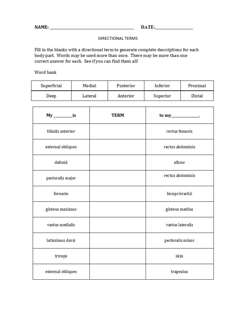 Muscular System Anatomical Directional Terms Worksheet 2 | PDF
