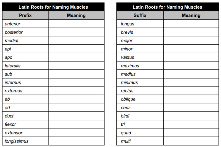 Muscular System Prefix-Suffix | PDF