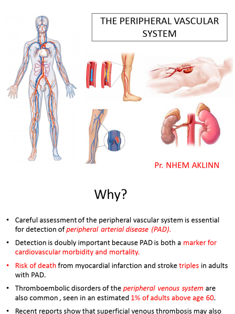 Peripheral Vascular System | PDF | Vein | Thrombosis