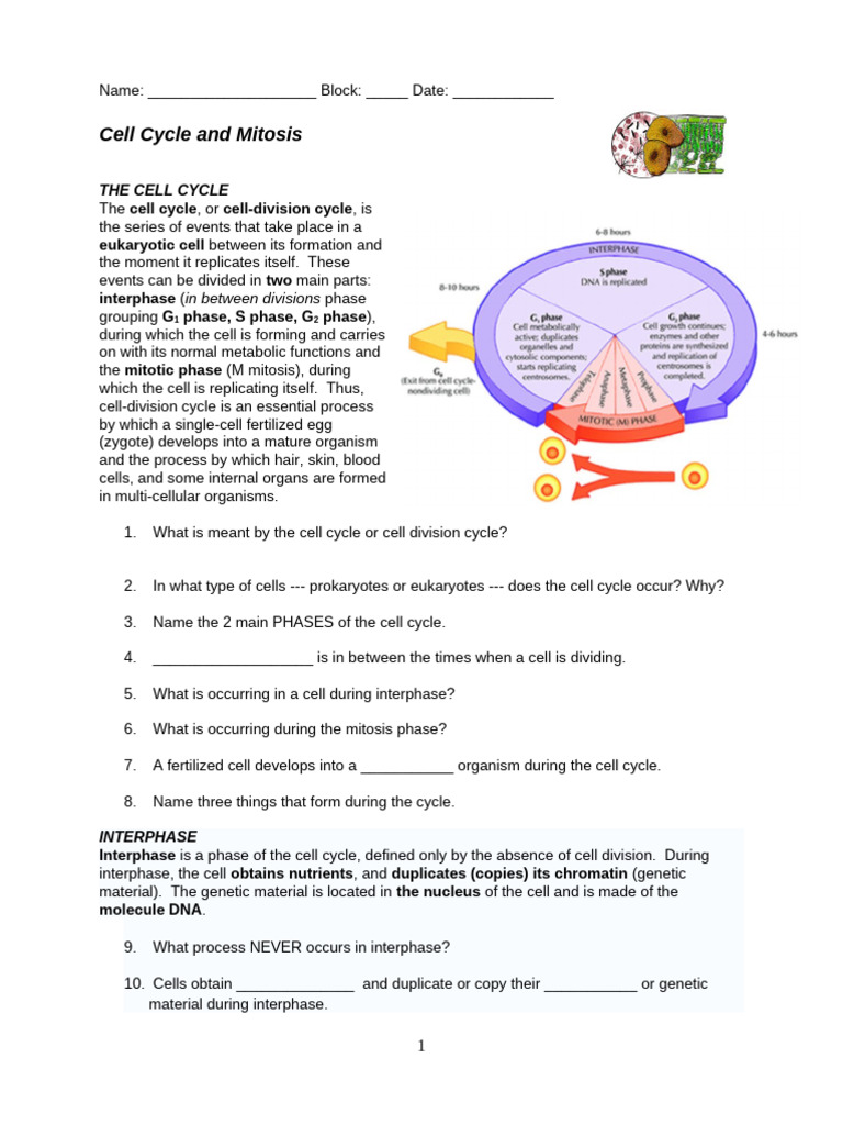 Cell Cycle-And M Phase-Reading-Activity | PDF | Mitosis | Cell (Biology)