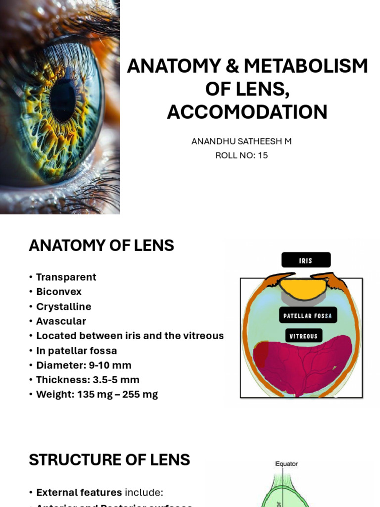 Anatomy and Metabolism of the Lens | PDF | Anatomy | Ophthalmology