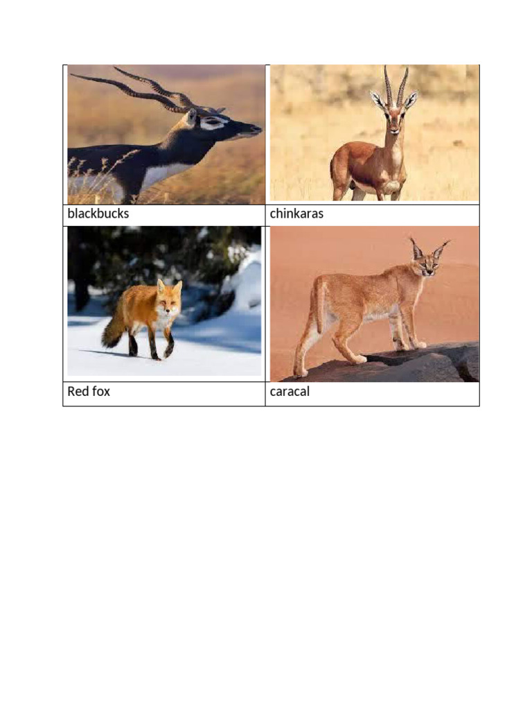 5 Animals | PDF