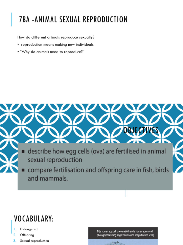 Animal Sexual Reproduction Explained | PDF | Fertilisation | Sexual ...