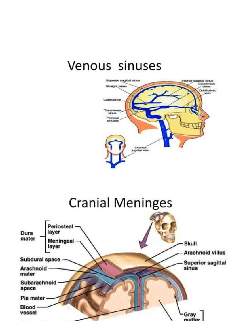 Venous Sinuses PPTX | PDF