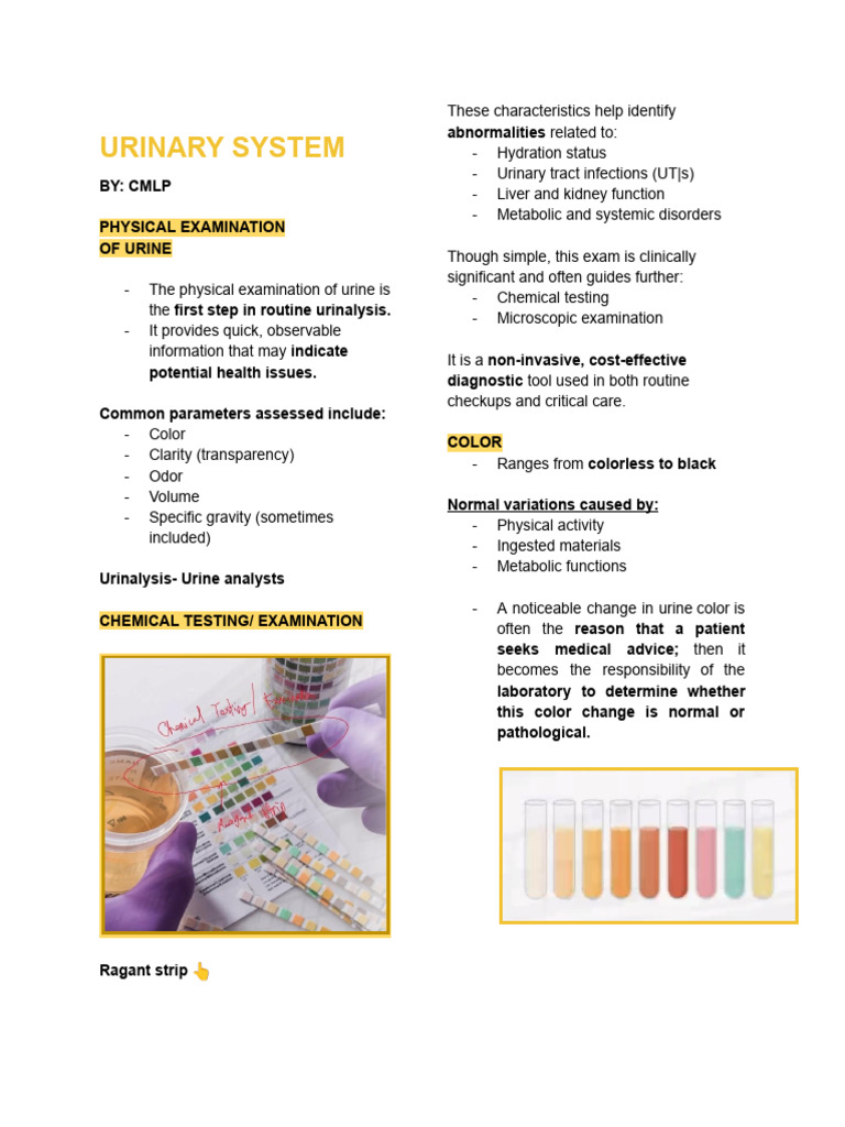 Urinary System Lab | PDF | Urine | Medical Specialties