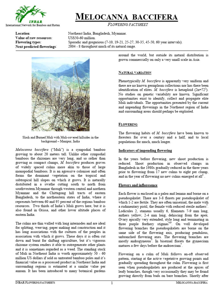 Flowering Factsheet Melocanna Baccifera | PDF | Branches Of Botany ...