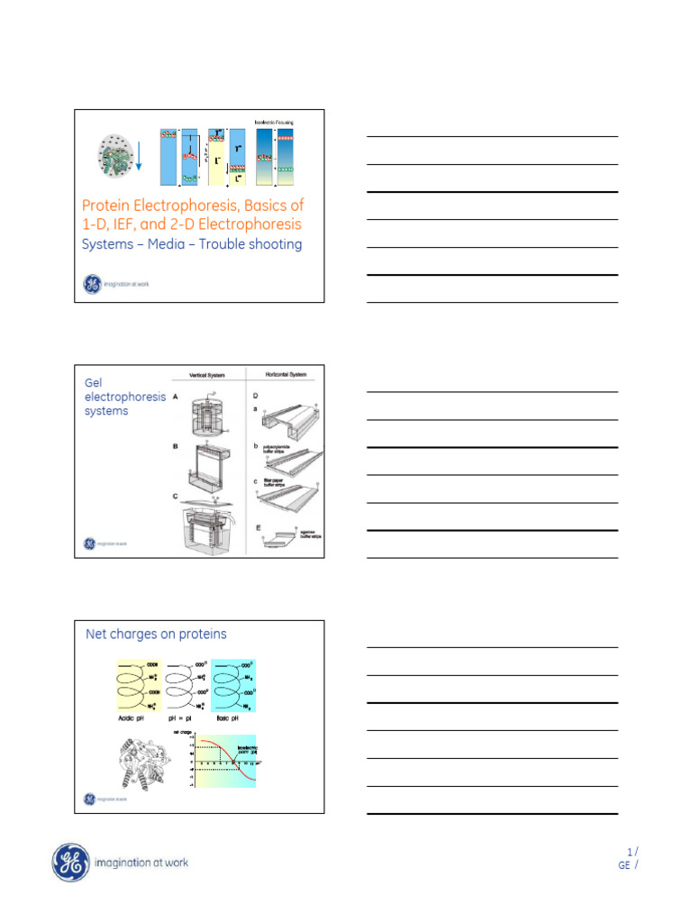 Q4 basic elpho seminar RW | PDF | Gel Electrophoresis | Western Blot