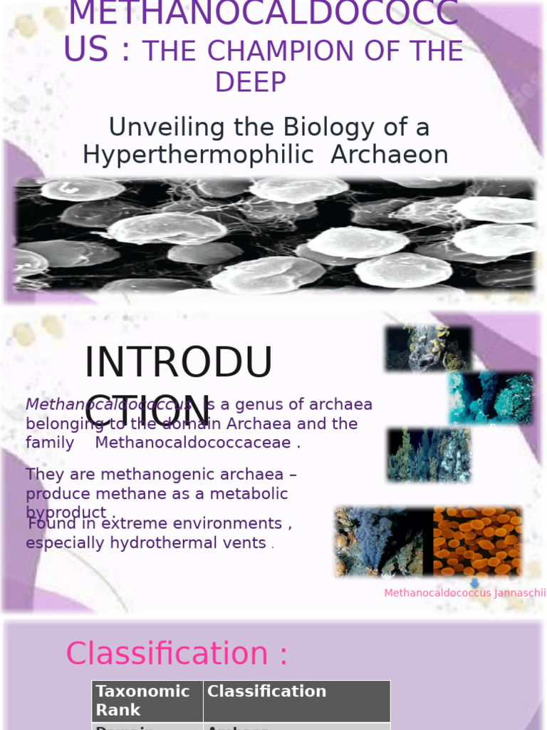 Me Than Ocal Do Coccus | PDF | Archaea | Biology