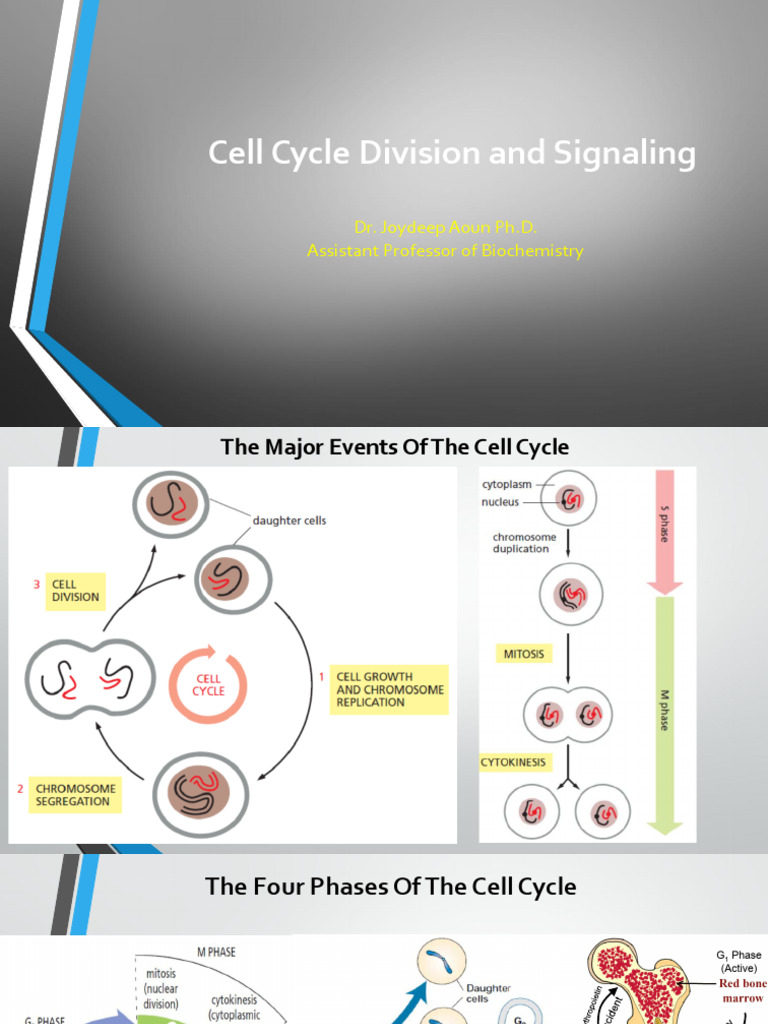 Cell Cycle and Apoptosis Mechanisms | PDF | Apoptosis | Cell Cycle
