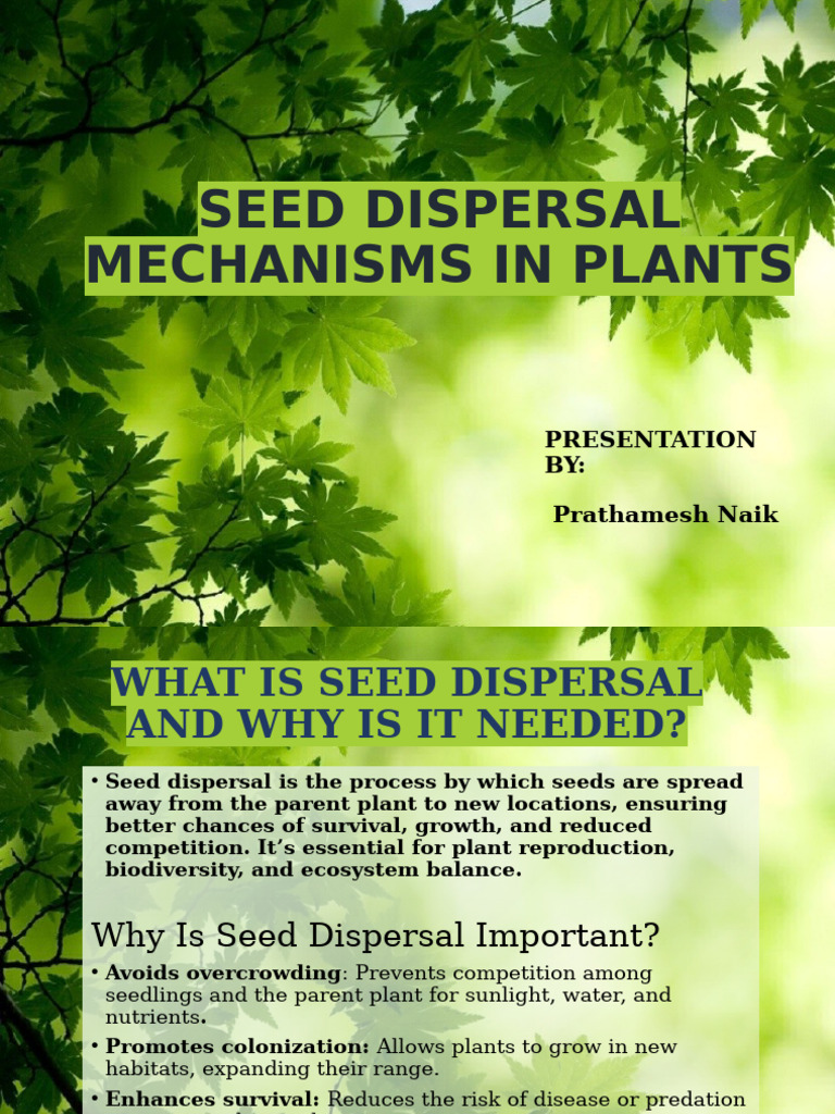 Seed Dispersal Mechanisms in Plants | PDF | Seed | Biological Dispersal