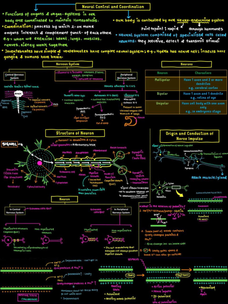 Locomotion Notes Compiled | PDF | Nervous System | Neuron
