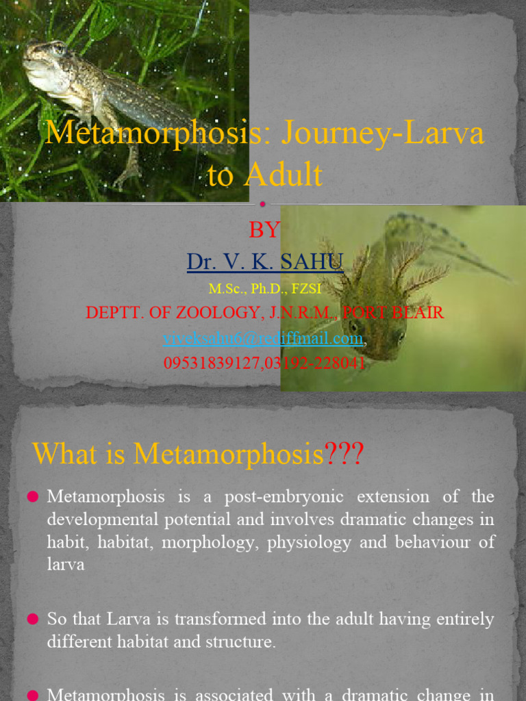 Metamorphosis in Amphibia | PDF | Thyroid | Hormone