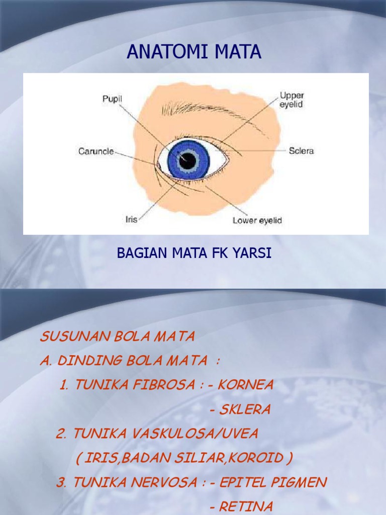 Anatomi Mata | PDF