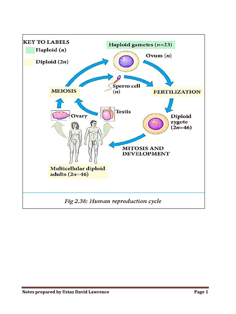 Human Sexual Reproduction Overview | PDF | Menstrual Cycle | Ovary