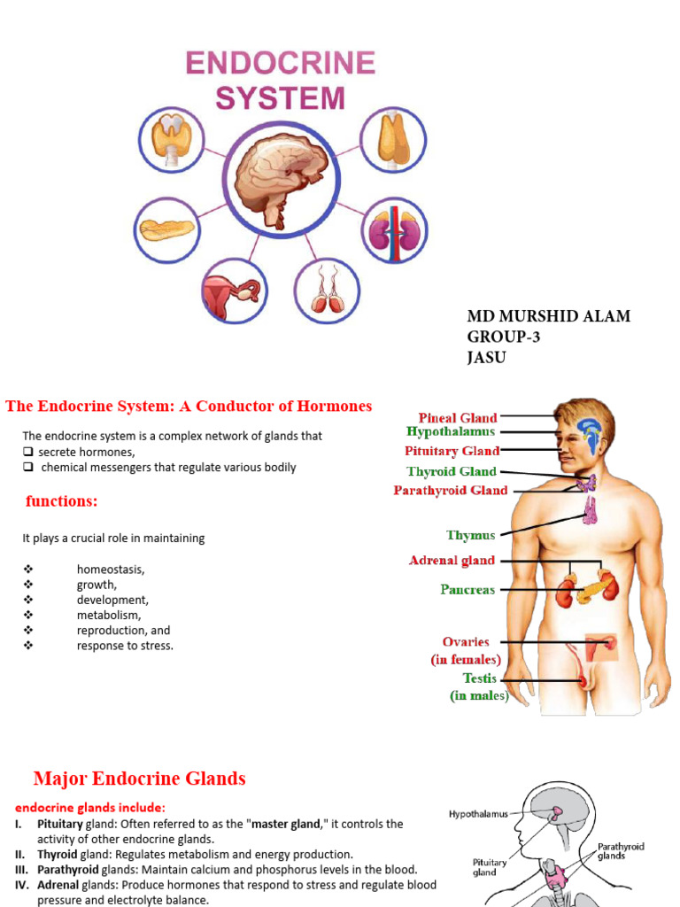 Understanding the Endocrine System | PDF | Endocrine System | Hormone